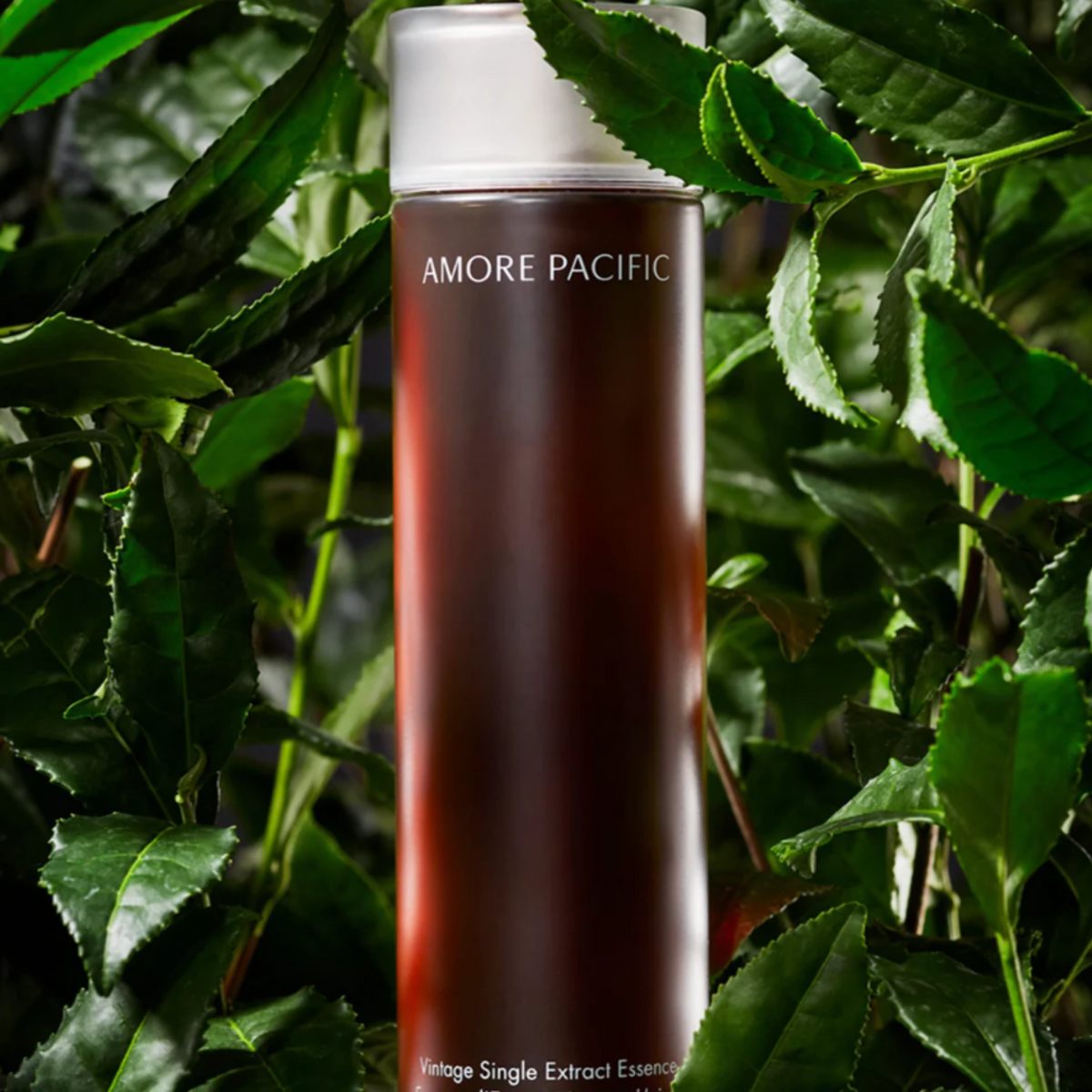 AMORE PACIFIC Vintage Single Extract Essence - Green Tea Essence – NordHive